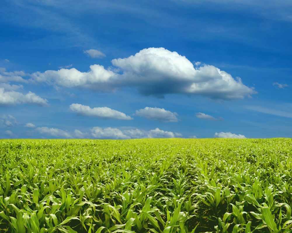 RFA Welcomes USDA Interim Rule on Climate-Smart Ag Guidelines